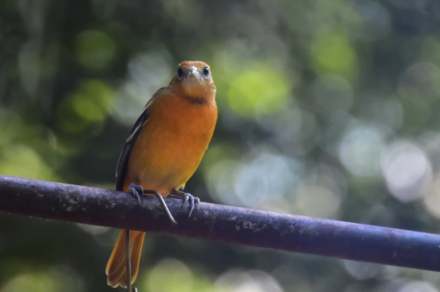 pictured words | a simple pairing of pictures and poetry